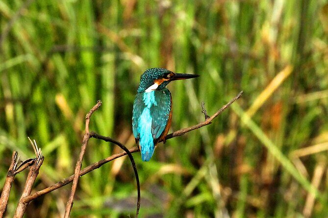 Minneriya National Park Elephant Safari - Pricing and Value for Money