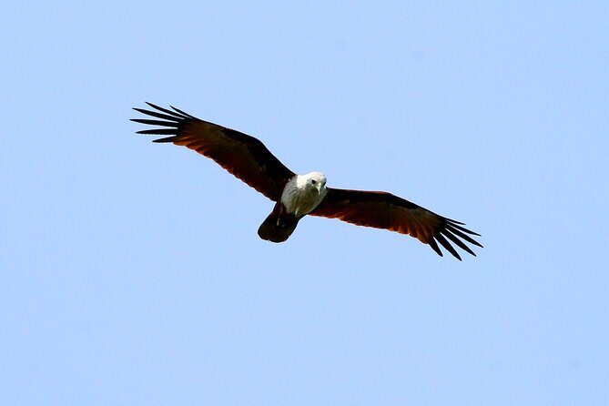 Minneriya National Park Elephant Safari - Booking and Practical Tips