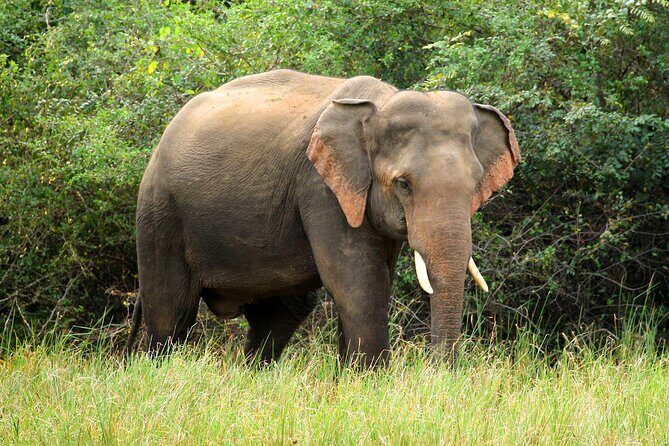 Minneriya National Park Elephant Safari - Who Should Consider This Tour?