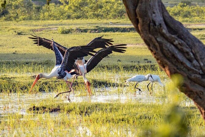 Minneriya National Park Elephant Safari  from Sigiriya - The Practical Side: Logistics and Cost