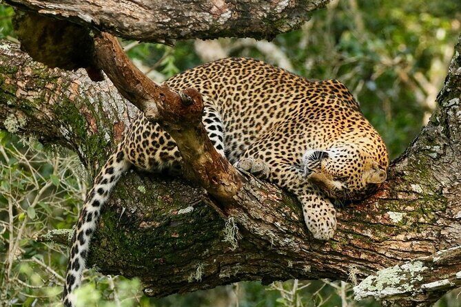 Minneriya National Park Elephant Safari  from Sigiriya - Why This Safari Is a Good Choice