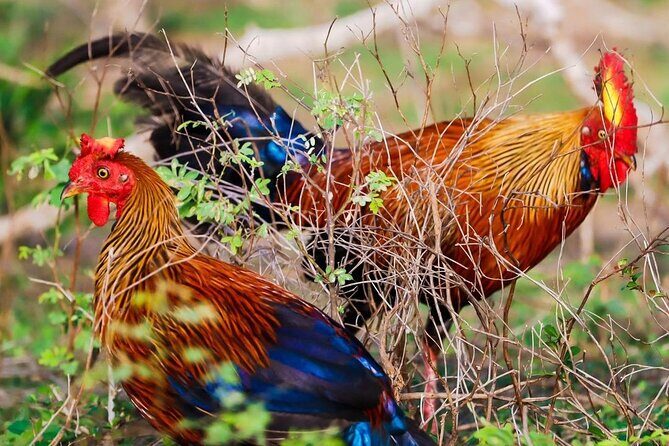 Minneriya National Park Elephant Safari  from Sigiriya - Who Would Love This Experience