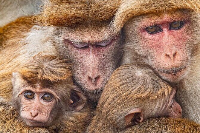 Minneriya National Park Elephant Safari  from Sigiriya - The Sum Up