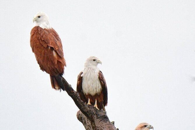 Minneriya National Park Elephant Safari  from Sigiriya - FAQ