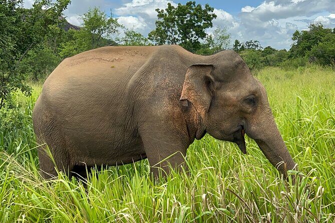 Minneriya National Park Elephant Safari from Sigiriya - The Itinerary: What to Expect