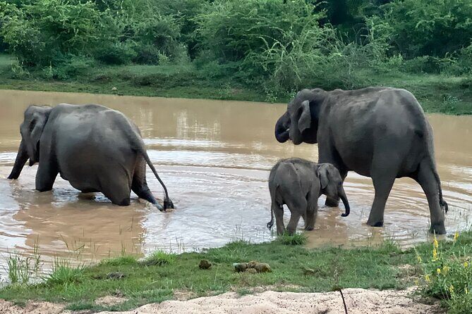 Minneriya National Park Elephant Safari from Sigiriya - Practical Tips for Travelers