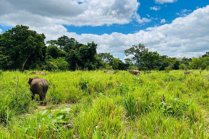 Minneriya National Park Elephant Safari Tour - The Private Jeep and Guided Experience: Why It Matters