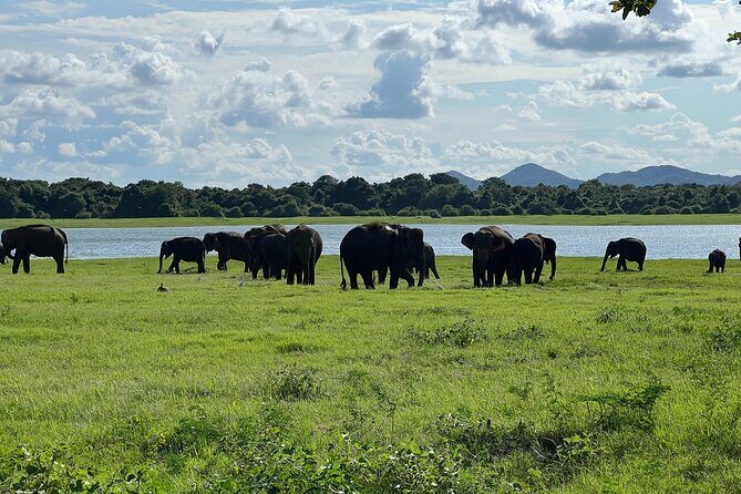 Minneriya National Park Elephant Safari Tour - Authentic Encounters and Practical Tips