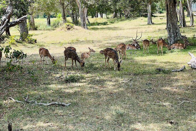 Minneriya National Park Elephant Safari Tour - The Sum Up