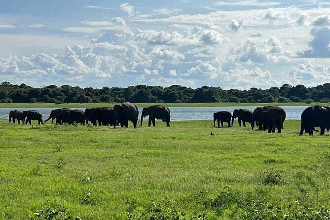 Minneriya National Park Elephant Safari Tour - FAQ