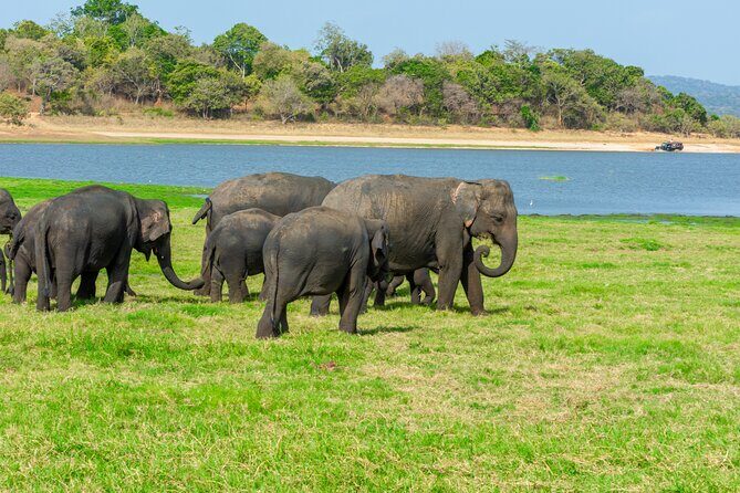 Minneriya National Park Entrance Ticket with Private Safari - Who Should Book This Tour?