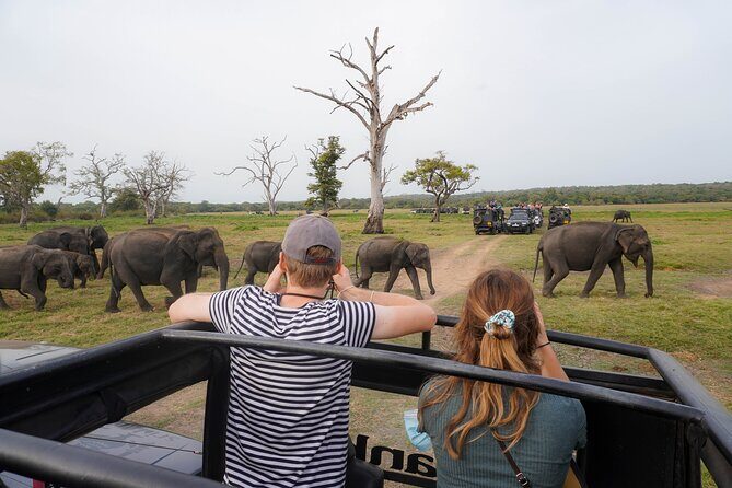 Minneriya National Park Half Day Elephant Safari - An Introduction to the Minneriya Safari Experience