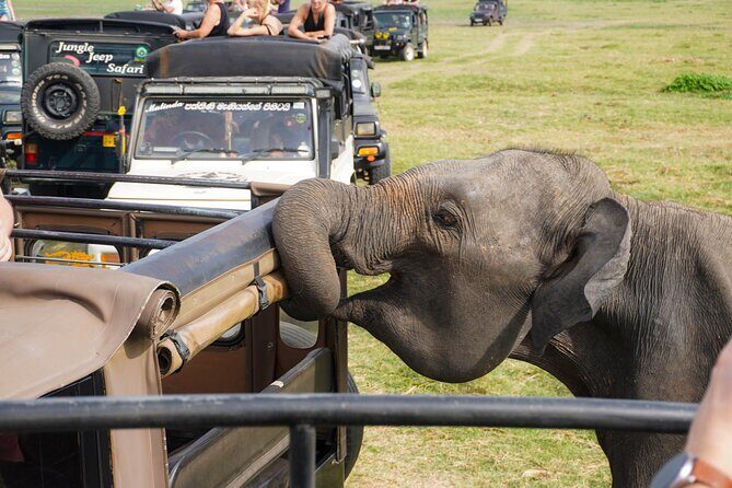 Minneriya National Park Half Day Elephant Safari - Final Thoughts: Who Will Love This Safari?