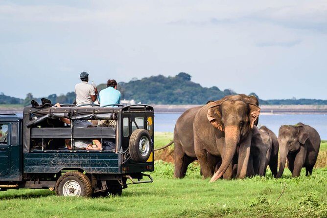 Minneriya National Park Half Day Jeep Safari - Key Points
