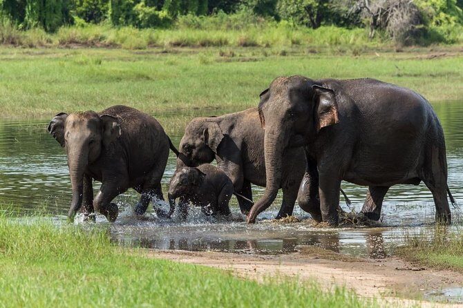 Minneriya National Park Half Day Jeep Safari - An In-Depth Look at the Minneriya Safari Experience
