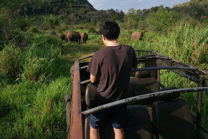 Minneriya National Park Half day Jeep Safari with Hotel Pickup - Diving Into the Experience: What to Expect from the Minneriya Safari