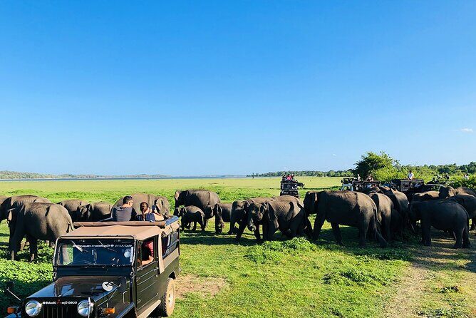 Minneriya National park half day private safari in Sri Lanka - The Itinerary: What You Can Expect