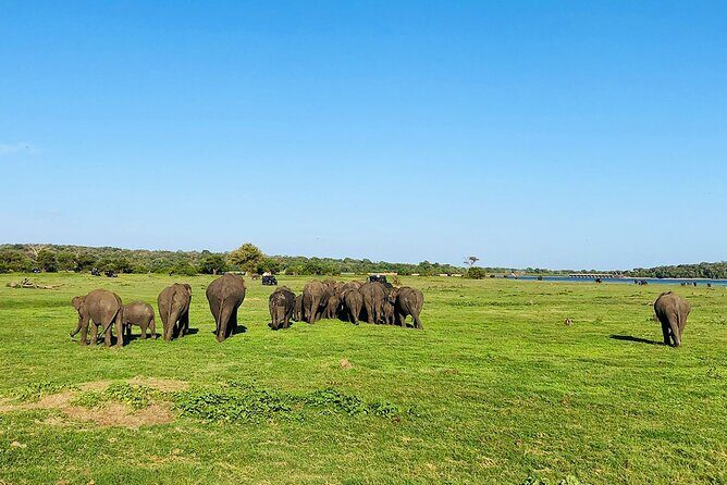 Minneriya National park half day private safari in Sri Lanka - Considerations and Tips for Travelers