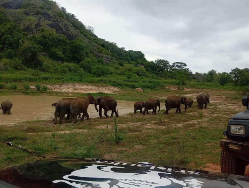 Minneriya National Park: Half-Day Safari Morning or Evening - Why Choose This Safari?