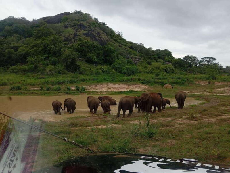 Minneriya National Park: Half-Day Safari Morning or Evening - What the Itinerary Looks Like