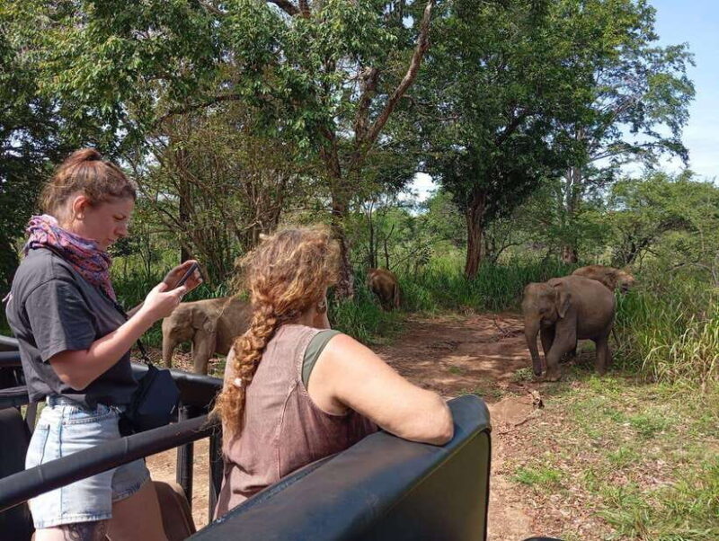 Minneriya National Park: Half-Day Safari Morning or Evening - Pros and Cons from Traveler Feedback
