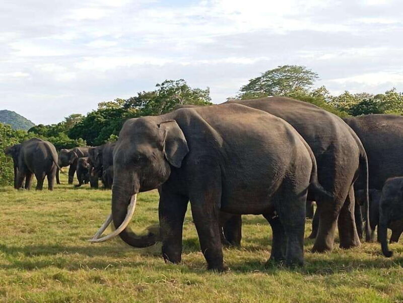 Minneriya National Park: Half-Day Safari Morning or Evening - The Experience Provider and Booking Details