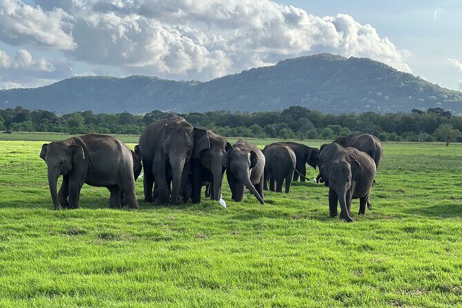 Minneriya National Park halfday Safari - Key Points