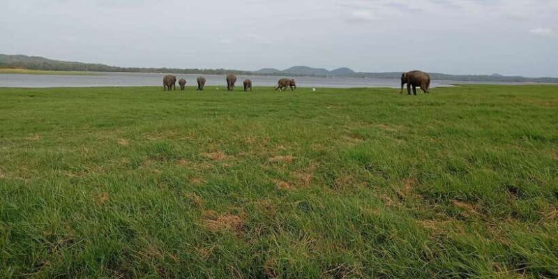 Minneriya: National Park Jeep Safari from Sigiriya/Dambulla - Price and Value: Is It Worth It?