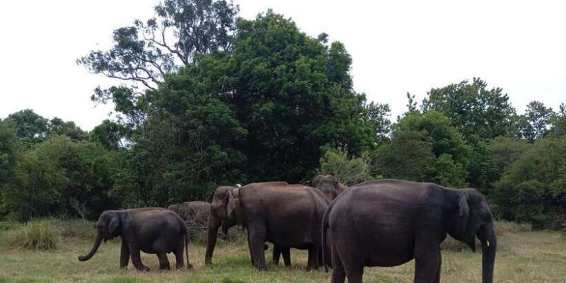 Minneriya: National Park Jeep Safari from Sigiriya/Dambulla - Practical Tips for Your Safari