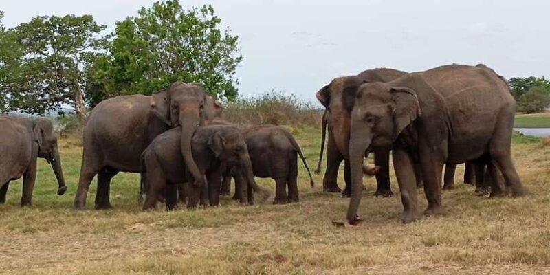 Minneriya: National Park Jeep Safari from Sigiriya/Dambulla - Final Thoughts: Is This Tour Right for You?