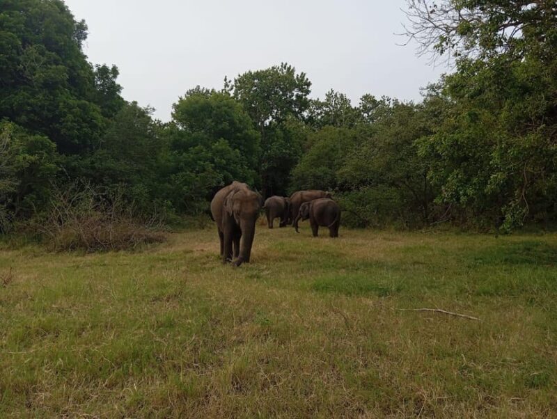 Minneriya: National Park Jeep Safari from Sigiriya/Dambulla - Final Words