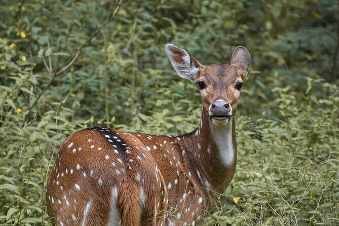 Minneriya National Park Jeep Safari from Trincomalee - In-Depth Look at the Experience