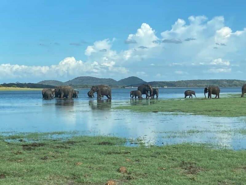 Minneriya National Park: Jeep Safari Include Entrance Fees - Key Points