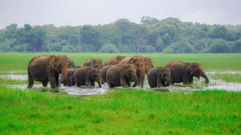 Minneriya National Park: Private 4x4 Elephant Safari - An In-Depth Look at the Safari Experience