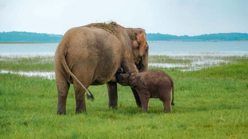 Minneriya National Park: Private 4x4 Elephant Safari - The Sum Up