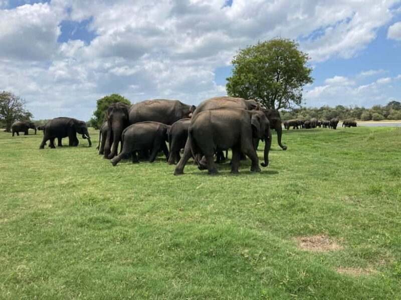 Minneriya National Park: Private 4x4 Jeep Safari - Key Points