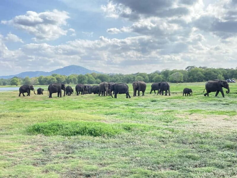 Minneriya National Park: Private 4x4 Jeep Safari - A Closer Look at the Safari Experience