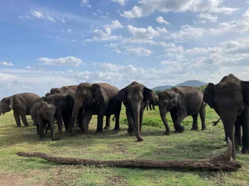 Minneriya National Park: Private 4x4 Jeep Safari - Final Thoughts