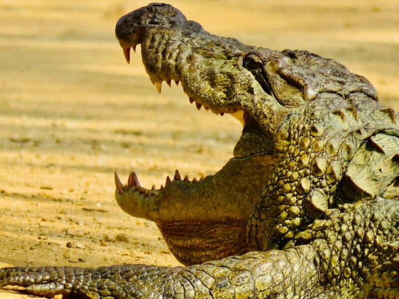 Minneriya National Park: Private 4X4 Safari From Trincomale - An Authentic Wild Encounter with Comfort