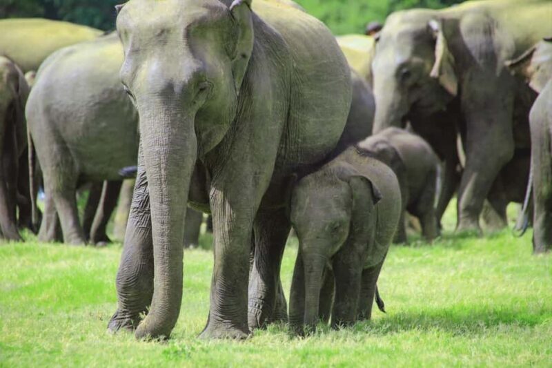 Minneriya National Park: Private Jeep Safari - All Inclusive - Key Points