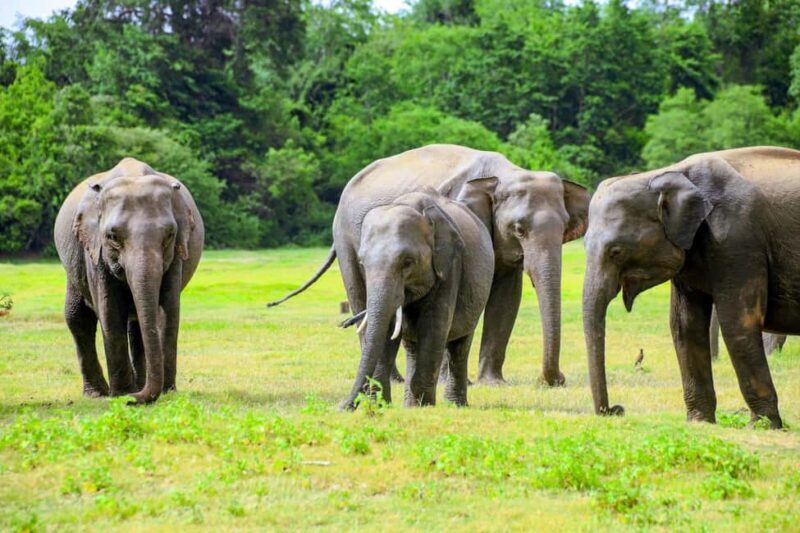 Minneriya National Park: Private Jeep Safari - All Inclusive - An In-Depth Look at the Safari Experience