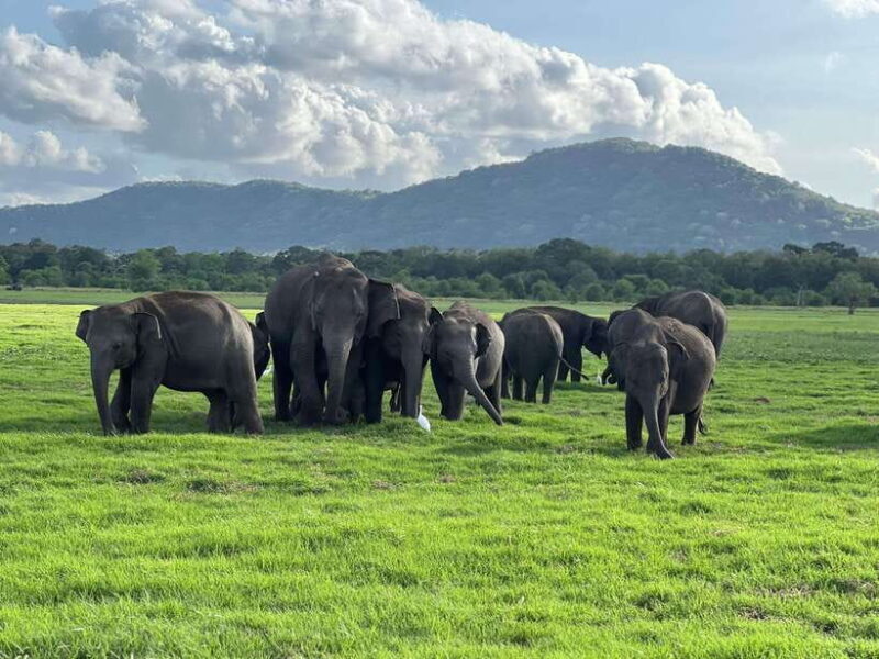 Minneriya National Park Private Jeep Safari Sri Lanka - Key Points