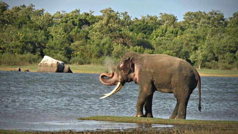 Minneriya National Park Private Jeep Safari Sri Lanka - The Itinerary in Detail: What to Expect