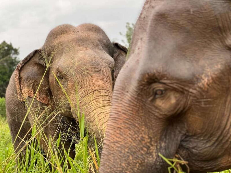 Minneriya National Park Private Jeep Safari Sri Lanka - What Travelers Say and What You Can Expect