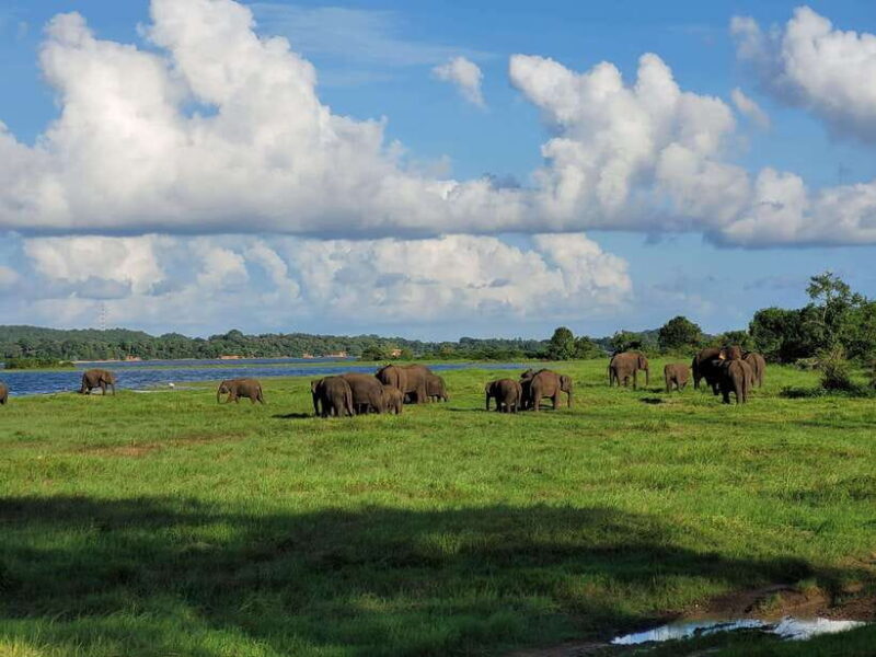 Minneriya National Park Private Jeep Safari Sri Lanka - Deep Dive: Why This Safari Offers Solid Value