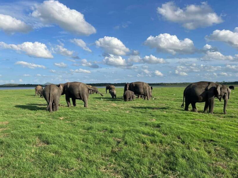 Minneriya National Park Private Jeep Safari Sri Lanka - The Sum Up: The Value of the Minneriya Safari