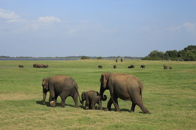 Minneriya National Park Private Jeep Safari with Elephant Viewing - Cost and Value Analysis