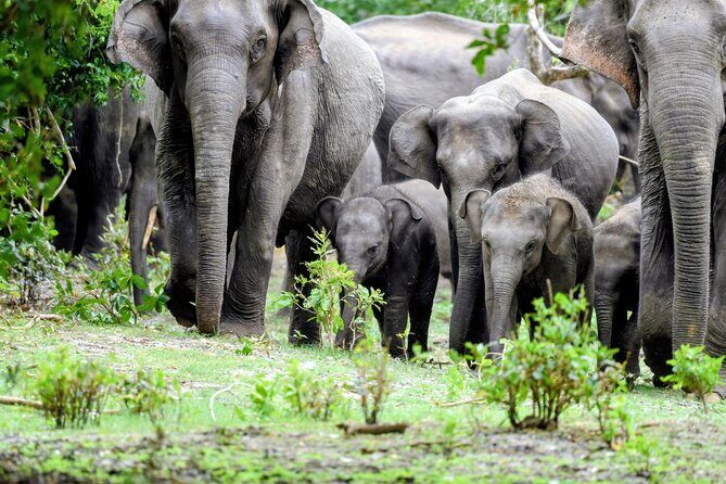 Minneriya National Park Private Jeep Safari with Elephant Viewing - What the Reviews Say