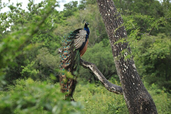 Minneriya National Park Private Jeep Safari with Elephant Viewing - Practical Tips for Travelers