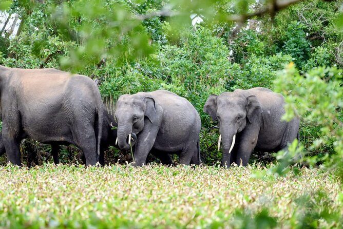 Minneriya National Park Private Jeep Safari with Elephant Viewing - The Sum Up